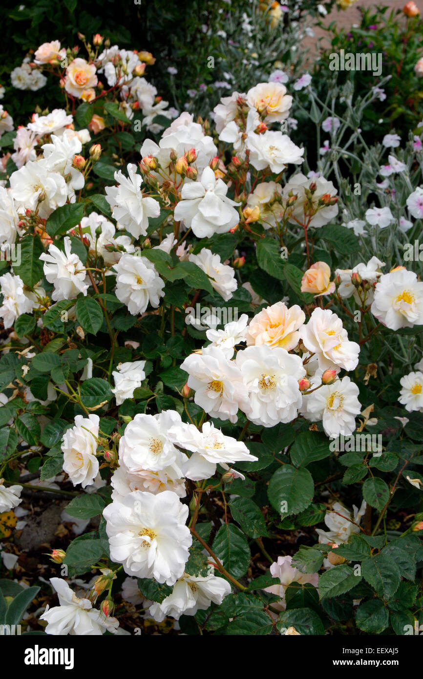 Rose penelope Stockfotos und -bilder Kaufen - Alamy