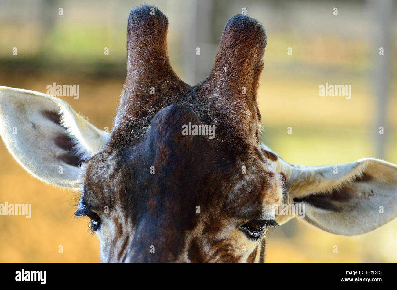 Forehead horn -Fotos und -Bildmaterial in hoher Auflösung – Alamy