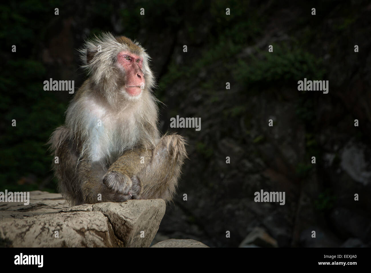 Makaken japan -Fotos und -Bildmaterial in hoher Auflösung – Alamy