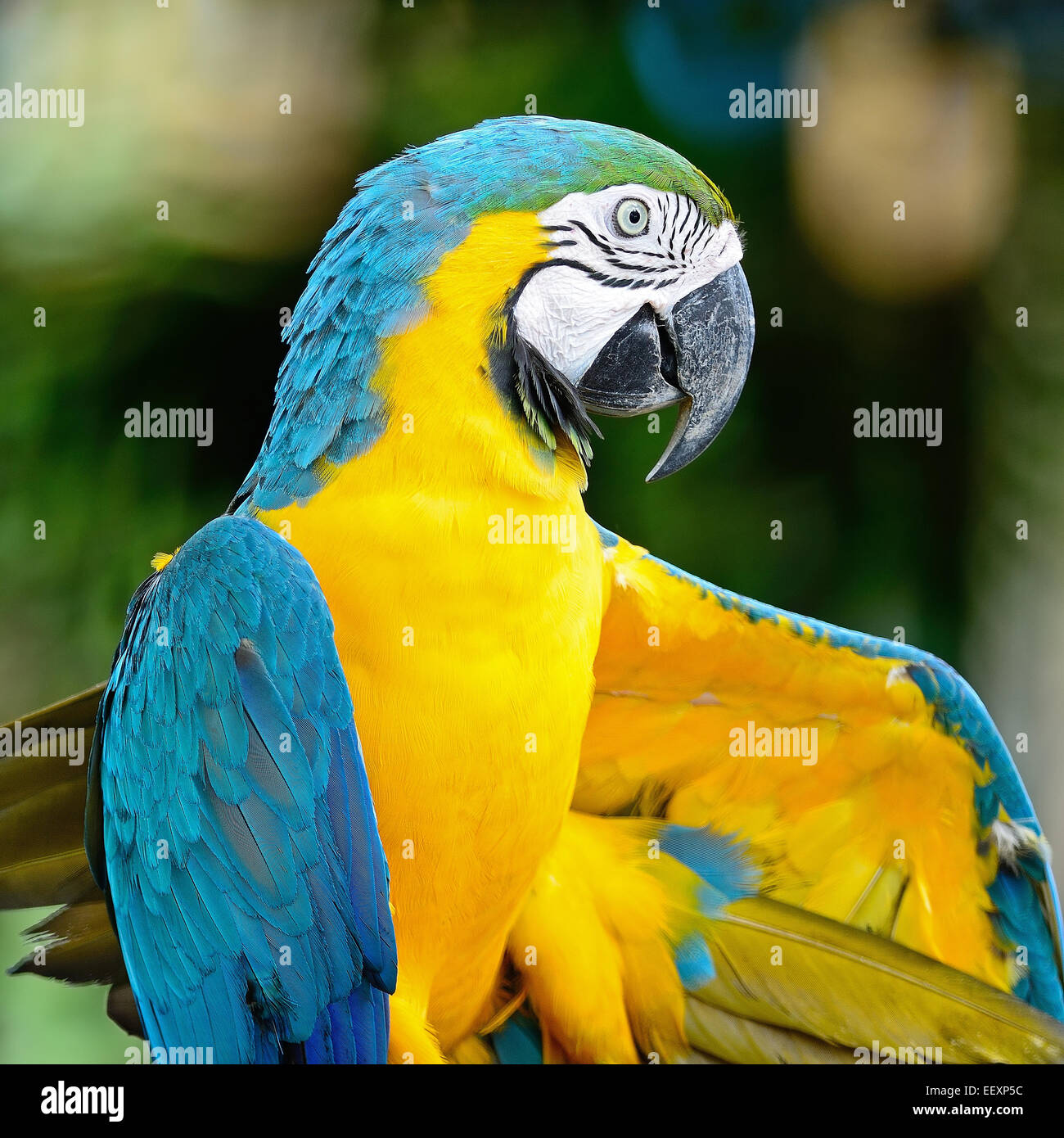 Voliere ara -Fotos und -Bildmaterial in hoher Auflösung – Alamy