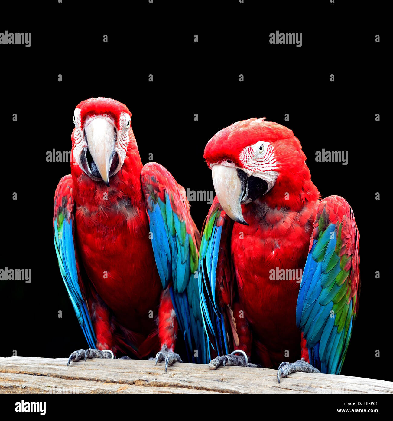 Bunte Greenwinged Ara-Voliere, sitzen auf dem Baumstamm Stockfotografie ...