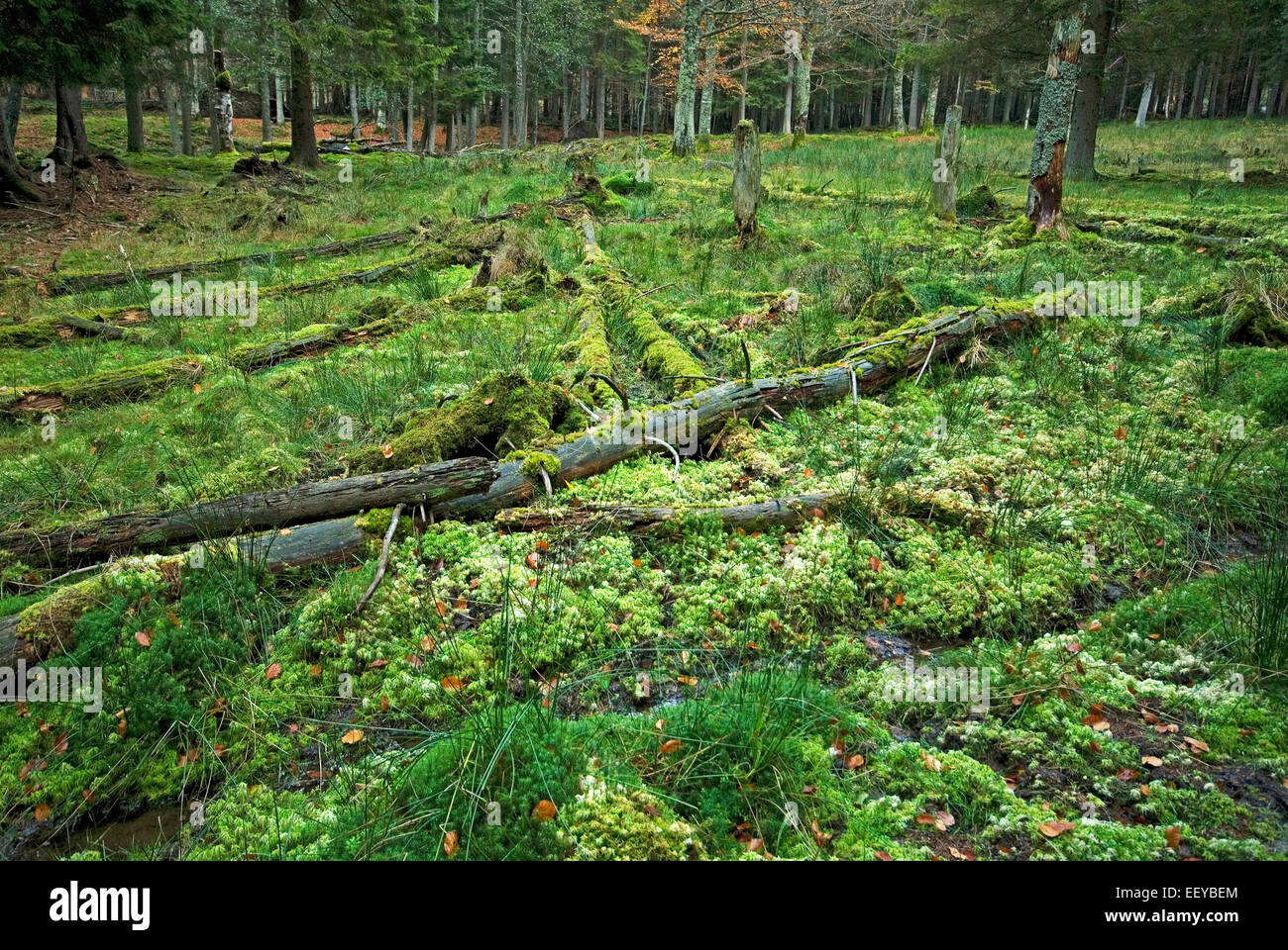 Moos-Teppich und umgestürzte Bäume im Nationalpark Bayerischer Wald ...