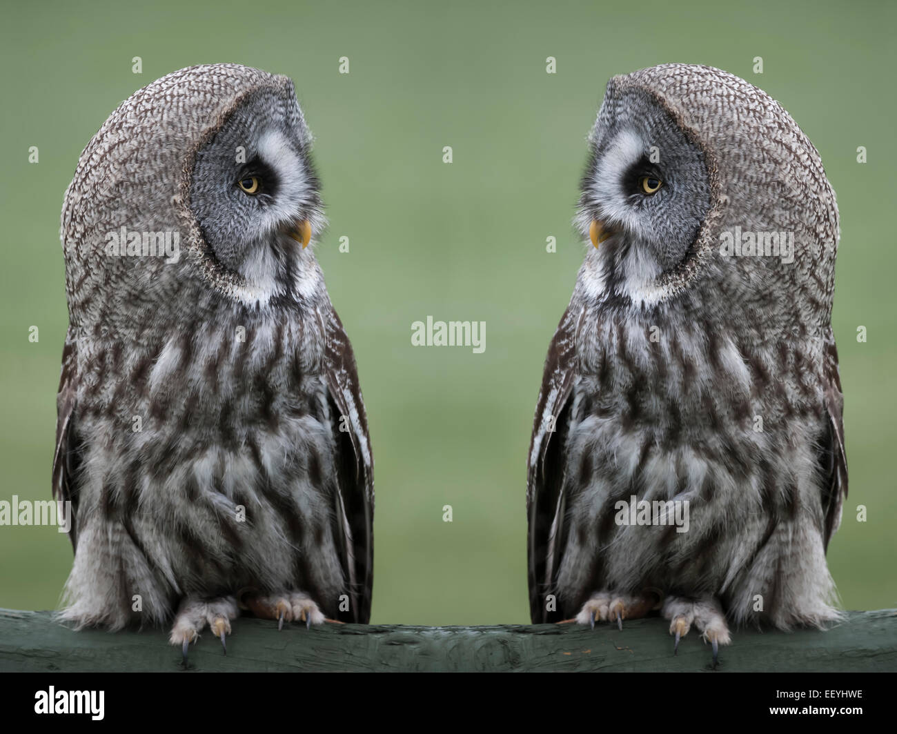 Tolle graue eulen -Fotos und -Bildmaterial in hoher Auflösung – Alamy