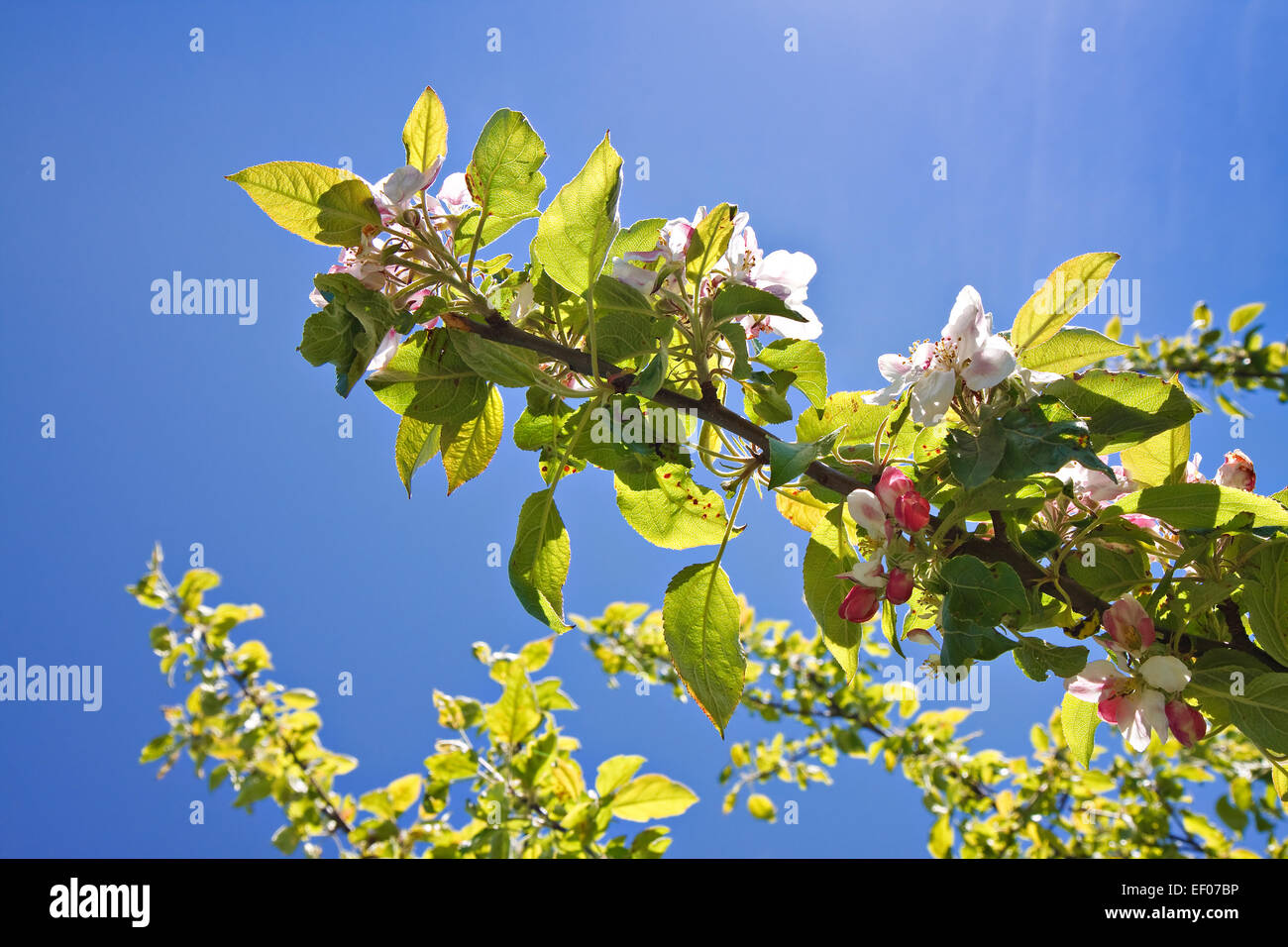 Apfelbaum in blute -Fotos und -Bildmaterial in hoher Auflösung – Alamy