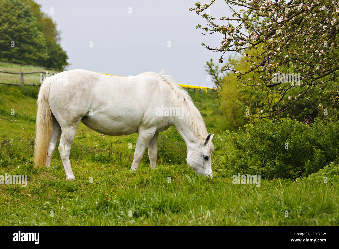 Pferd an -Fotos und -Bildmaterial in hoher Auflösung – Alamy