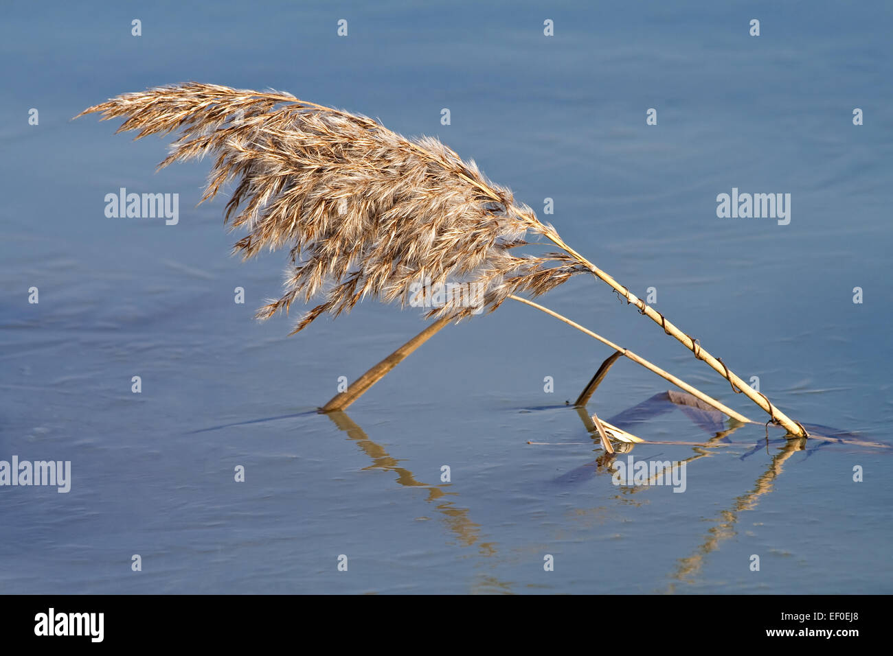 Gefrorenes wasser im fluss -Fotos und -Bildmaterial in hoher Auflösung ...