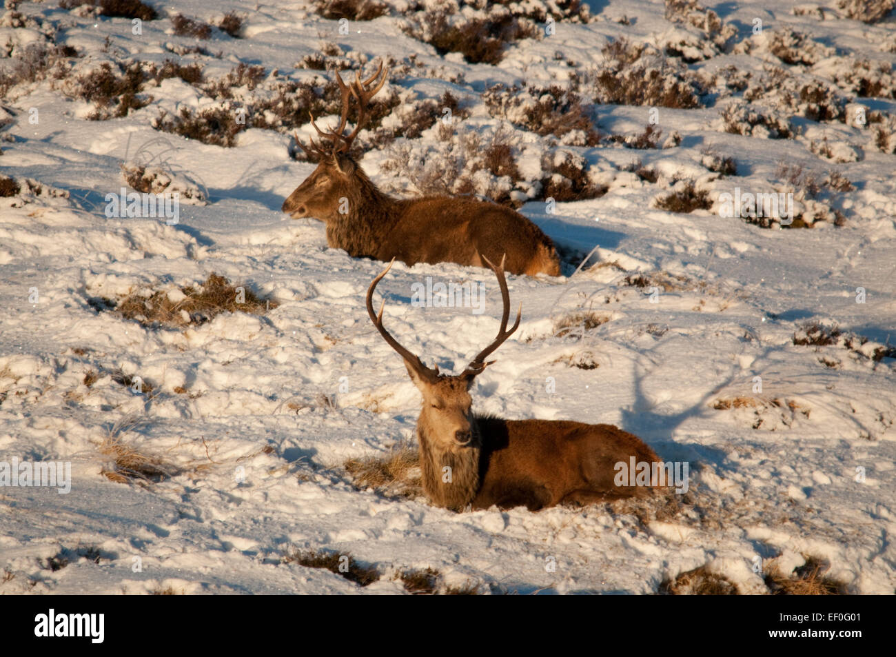 Rotwild im sonnenschein -Fotos und -Bildmaterial in hoher Auflösung – Alamy
