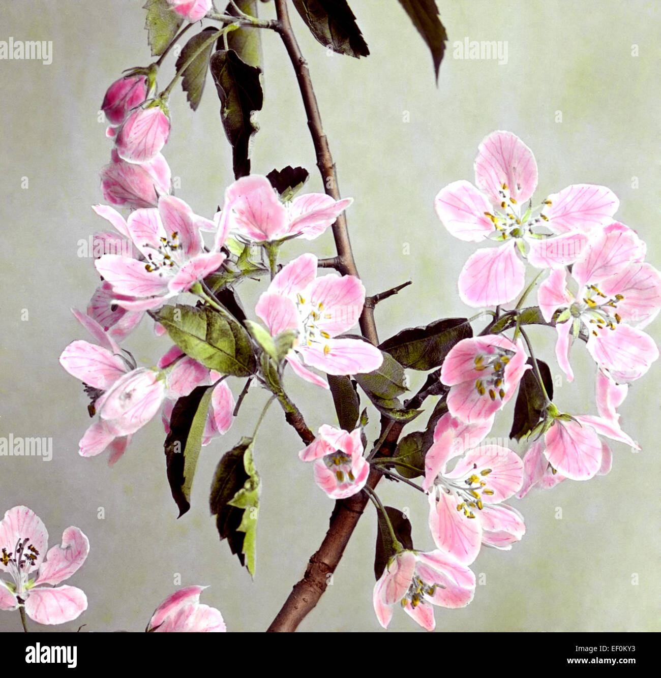 Pyrus Coronaria Stockfotos und -bilder Kaufen - Alamy