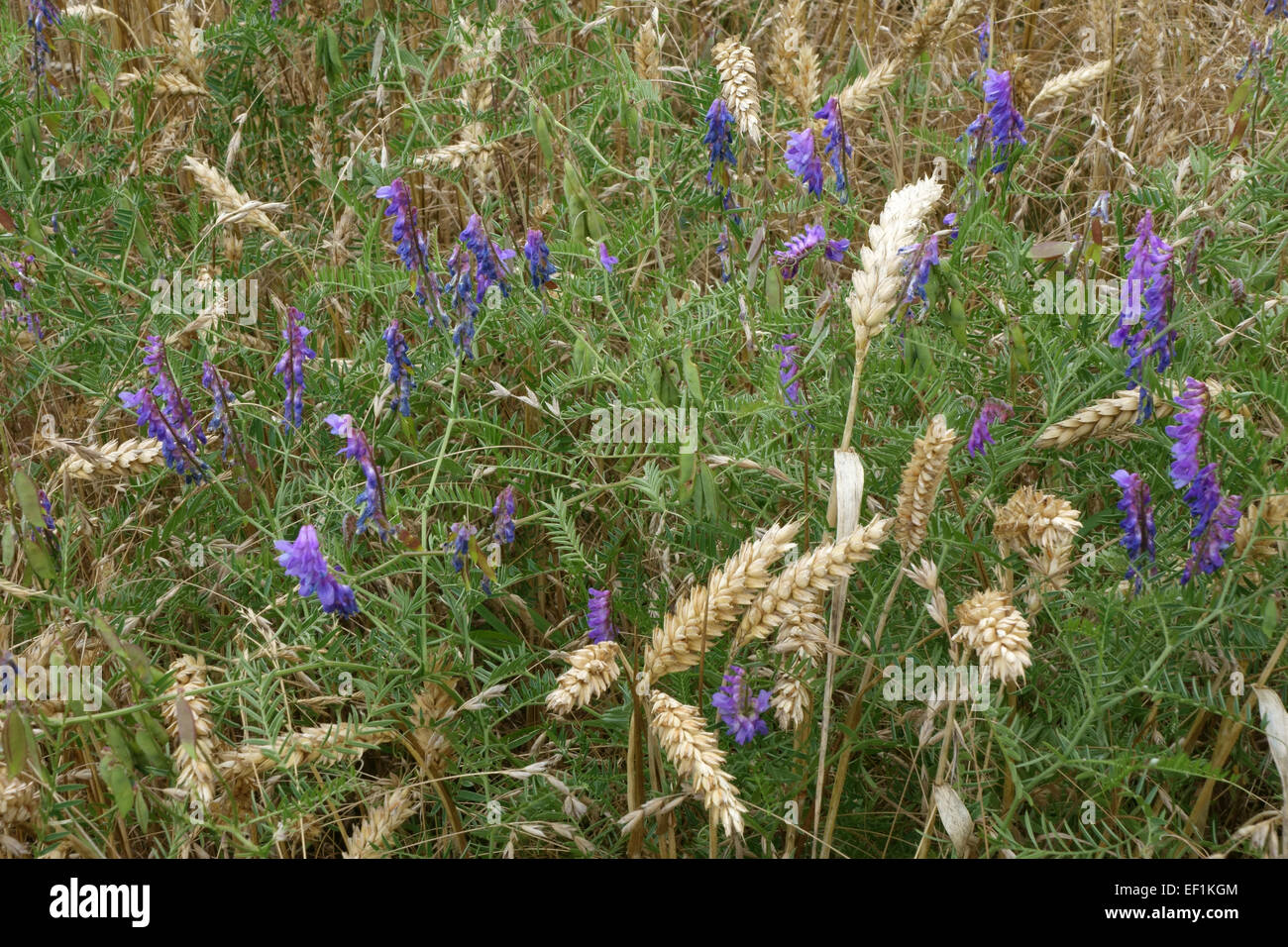 Lila Blüten von getufteten Wicke, Vicia Cracca und Unkraut Pflanze in ...