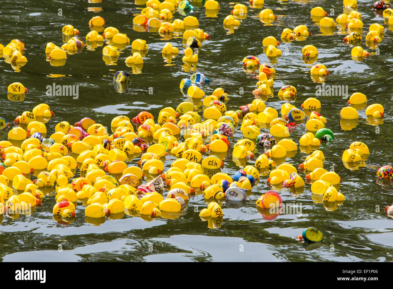 Gummiente Spaß Rennen am Fluss Ruhr, individuell gestaltete Gummienten ...