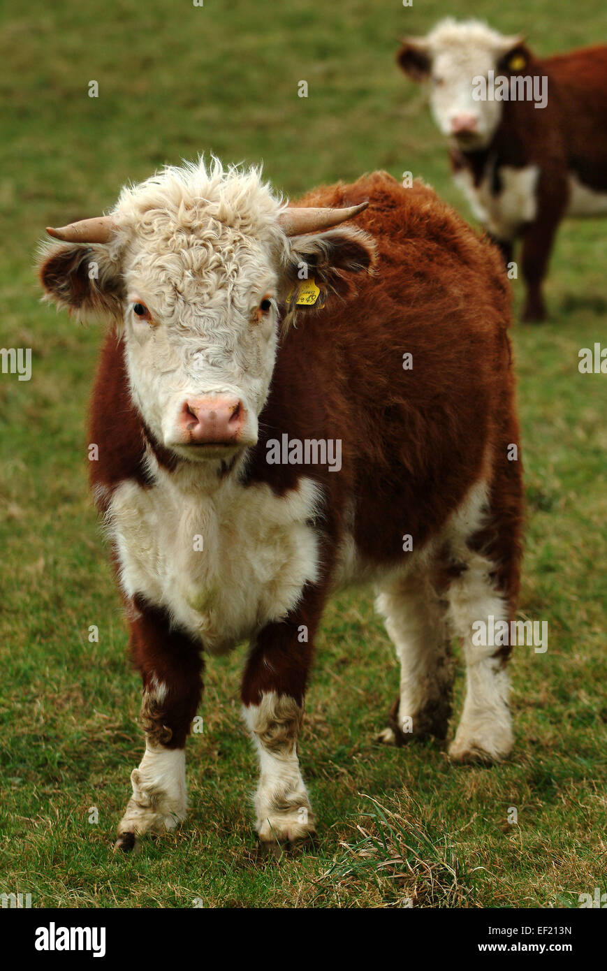 Herefords stier -Fotos und -Bildmaterial in hoher Auflösung – Alamy