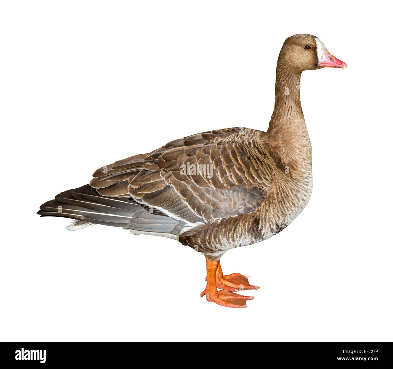 Die Gans Stockfotos und -bilder Kaufen - Alamy