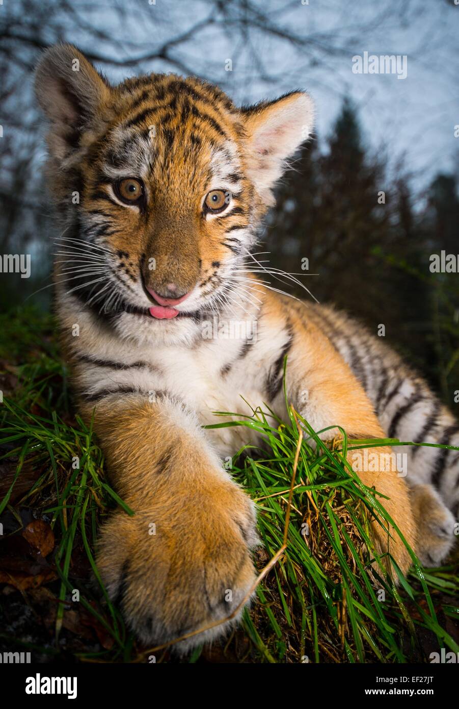 Tigerjunges mit mutter -Fotos und -Bildmaterial in hoher Auflösung – Alamy
