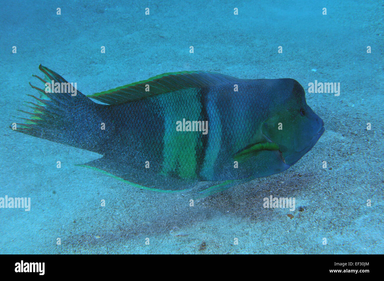 Broomtail Wrasse, Cheilinus Lunulatus, Eilat, Rotes Meer, Israel ...