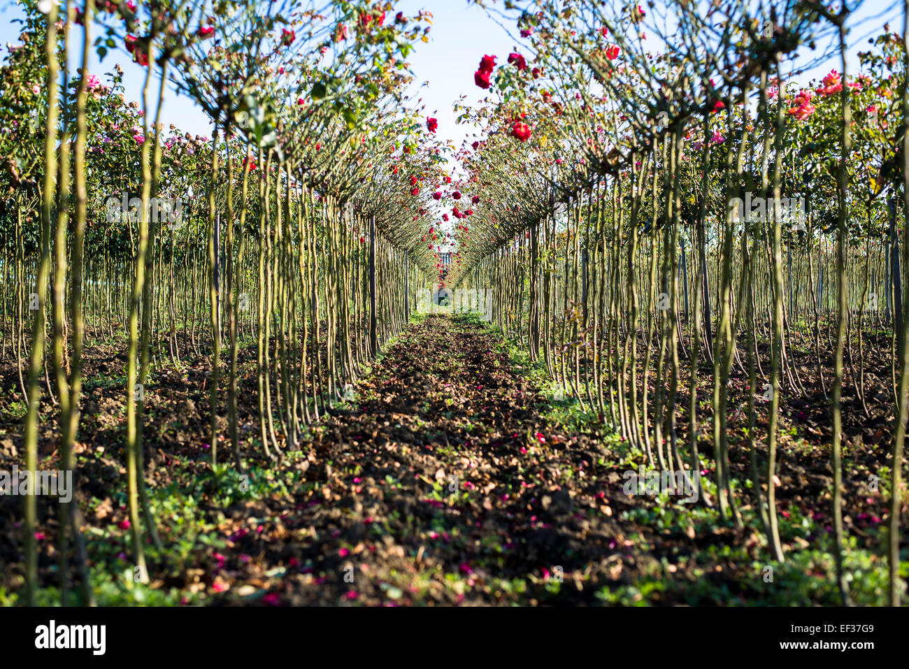Rosen büsche -Fotos und -Bildmaterial in hoher Auflösung – Alamy
