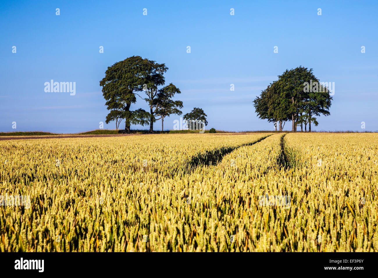 Weizen und getreide -Fotos und -Bildmaterial in hoher Auflösung – Alamy