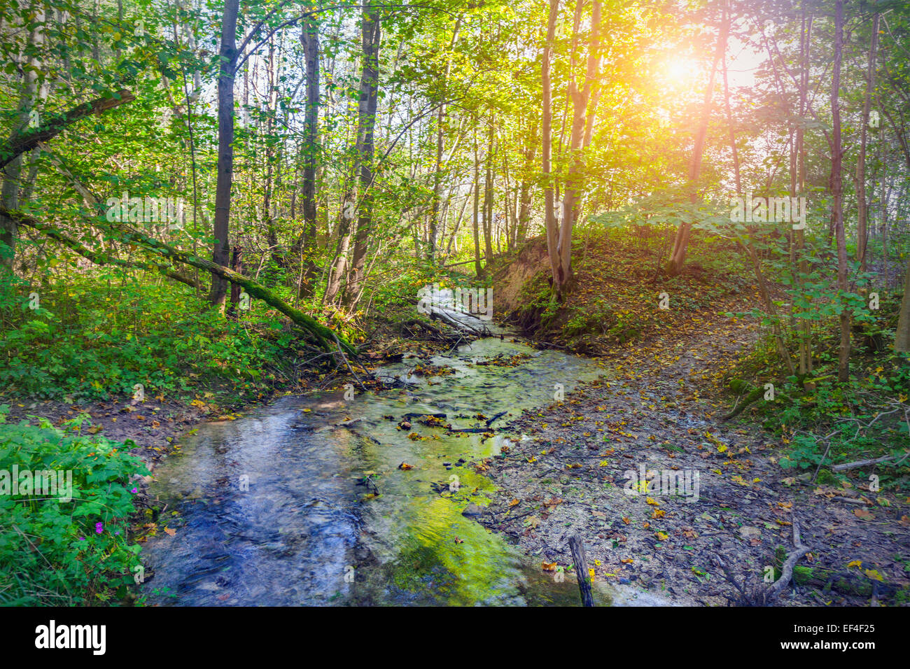 Fluss im wald -Fotos und -Bildmaterial in hoher Auflösung – Alamy