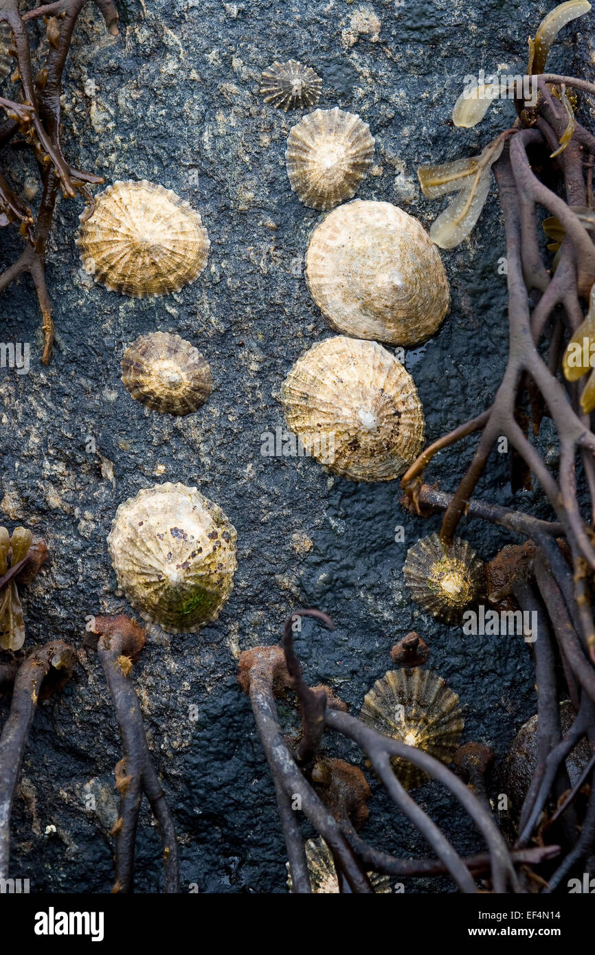 Gemeine napfschnecke -Fotos und -Bildmaterial in hoher Auflösung – Alamy