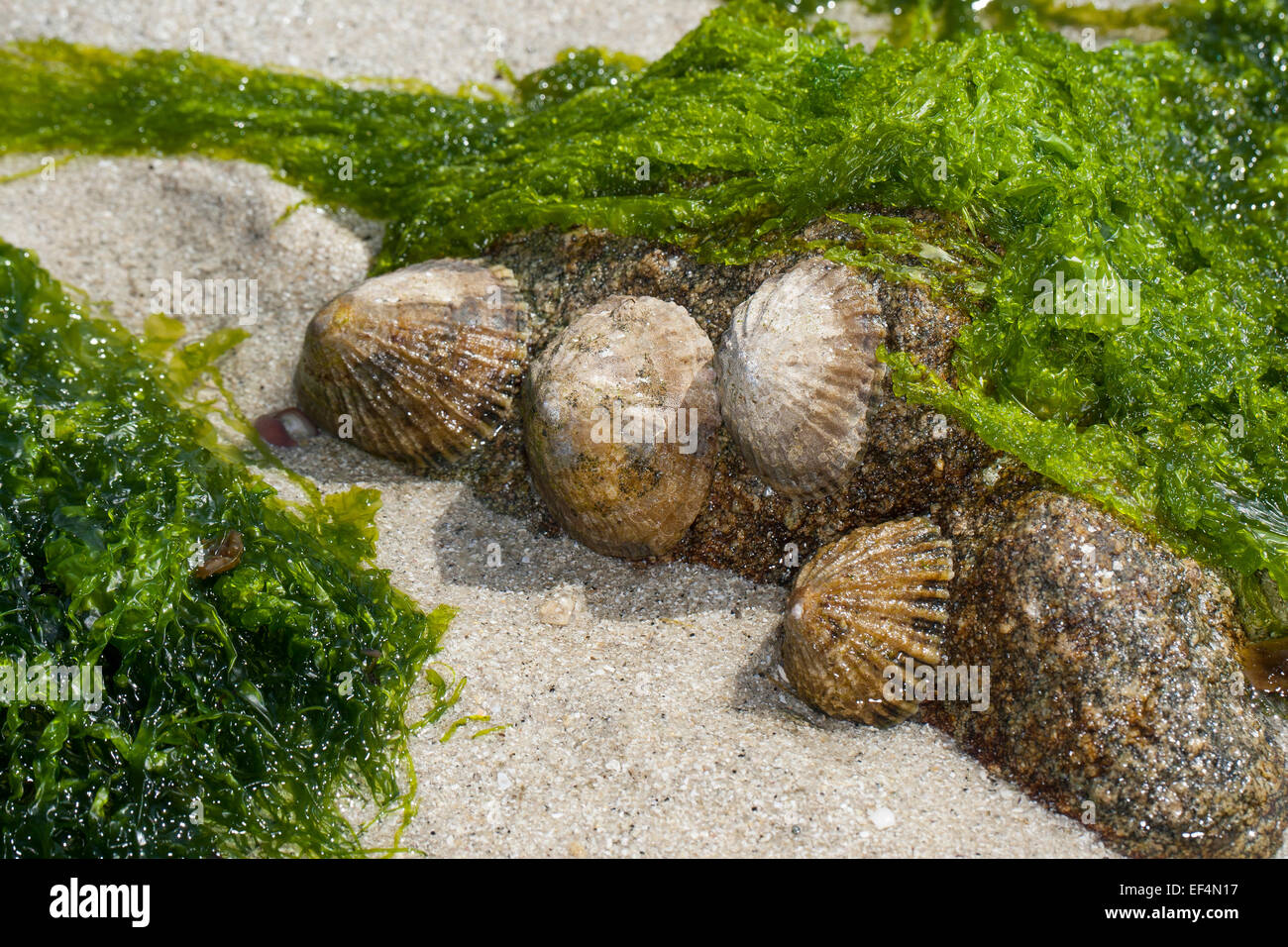 Gemeinsamen europäischen Limpet, Gemeine Napfschnecke Patella Vulgata ...