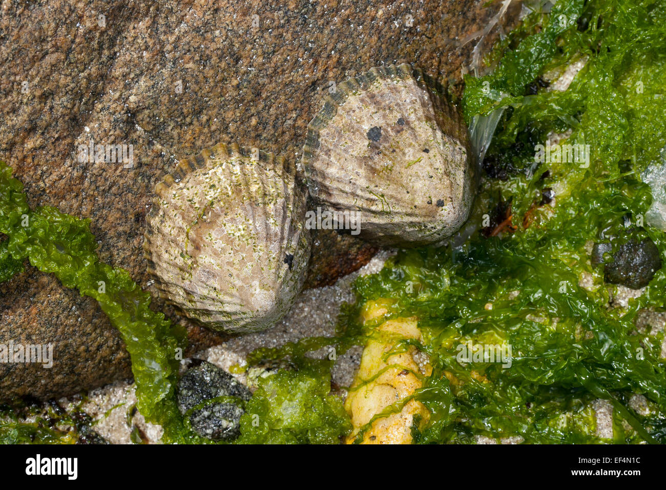 Gemeinsamen europäischen Limpet, Gemeine Napfschnecke Patella Vulgata ...