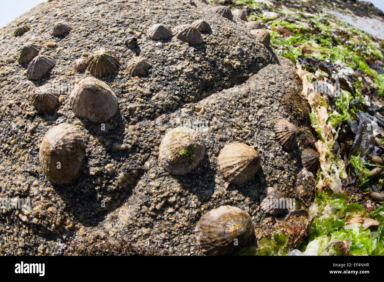 Gemeinsamen europäischen Limpet, Gemeine Napfschnecke Patella Vulgata ...