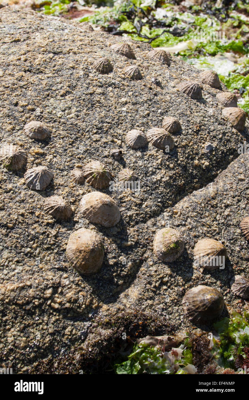 Gemeinsamen europäischen Limpet, Gemeine Napfschnecke Patella Vulgata ...