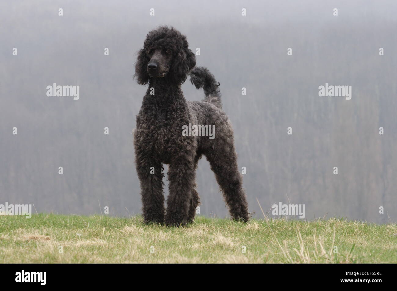 Schwarzer pudel -Fotos und -Bildmaterial in hoher Auflösung – Alamy