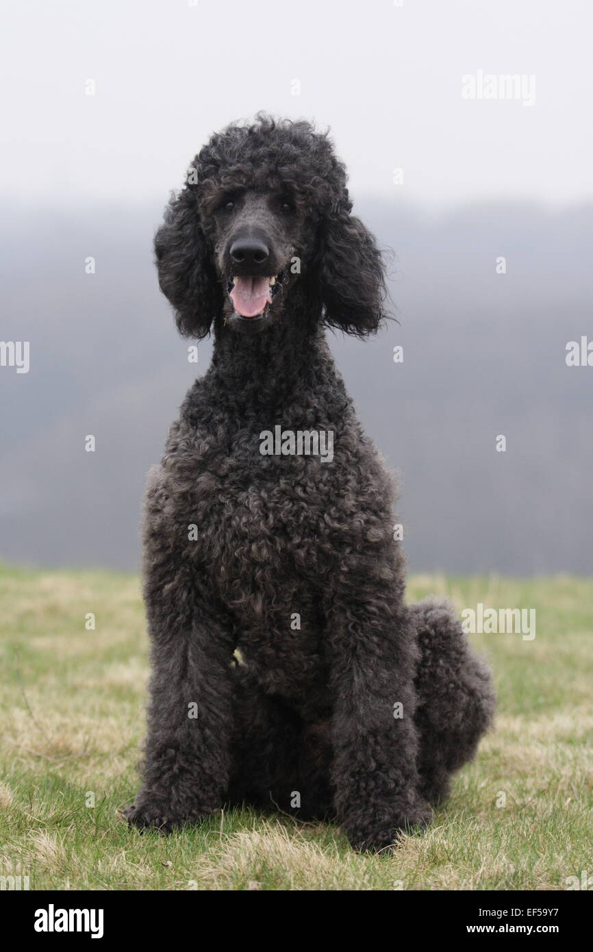 King poodle -Fotos und -Bildmaterial in hoher Auflösung – Alamy
