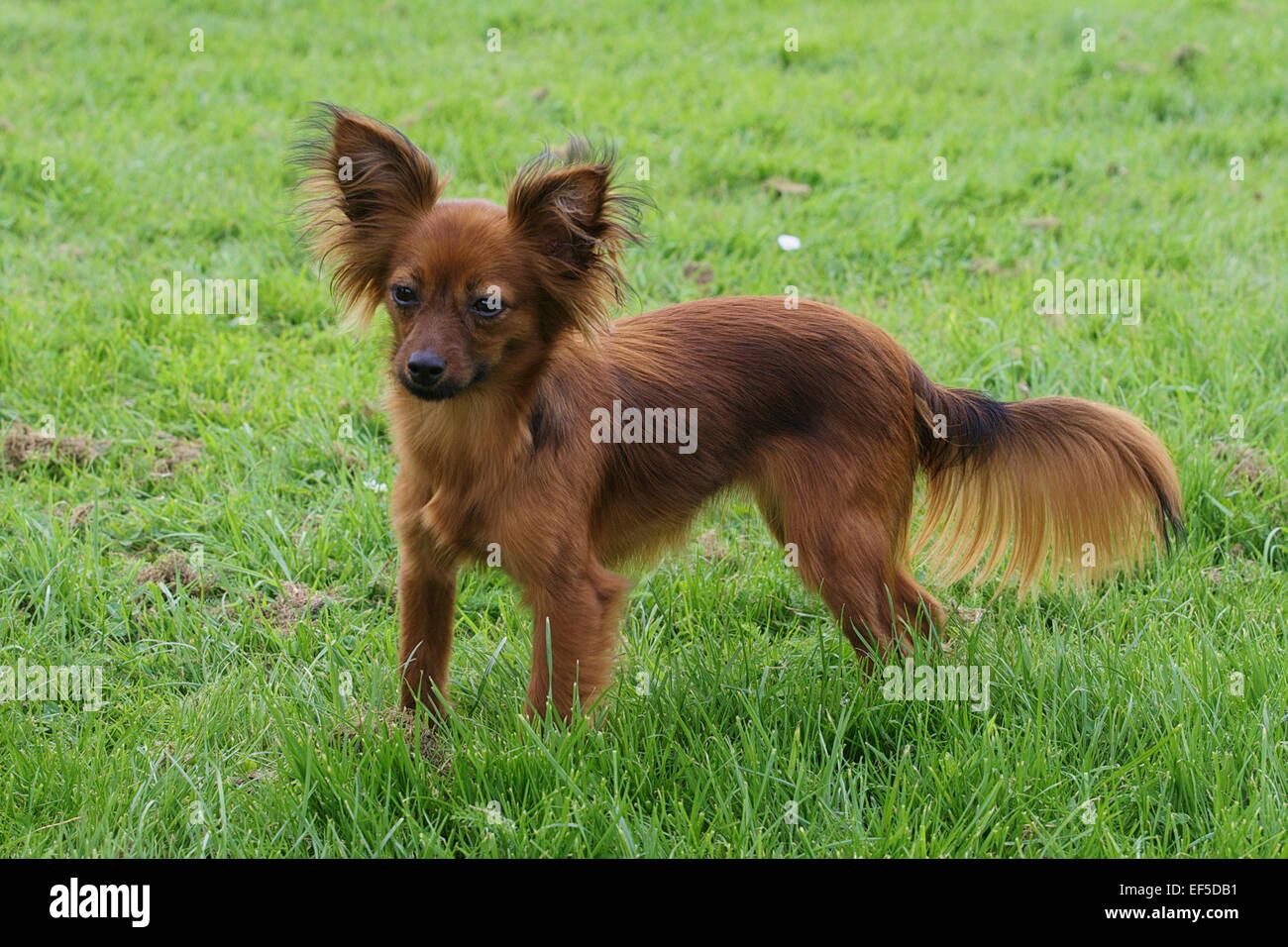 Russkiy Toy Steht Seitlich Auf der Wiese Russkiy Toy muß Miniatur ...