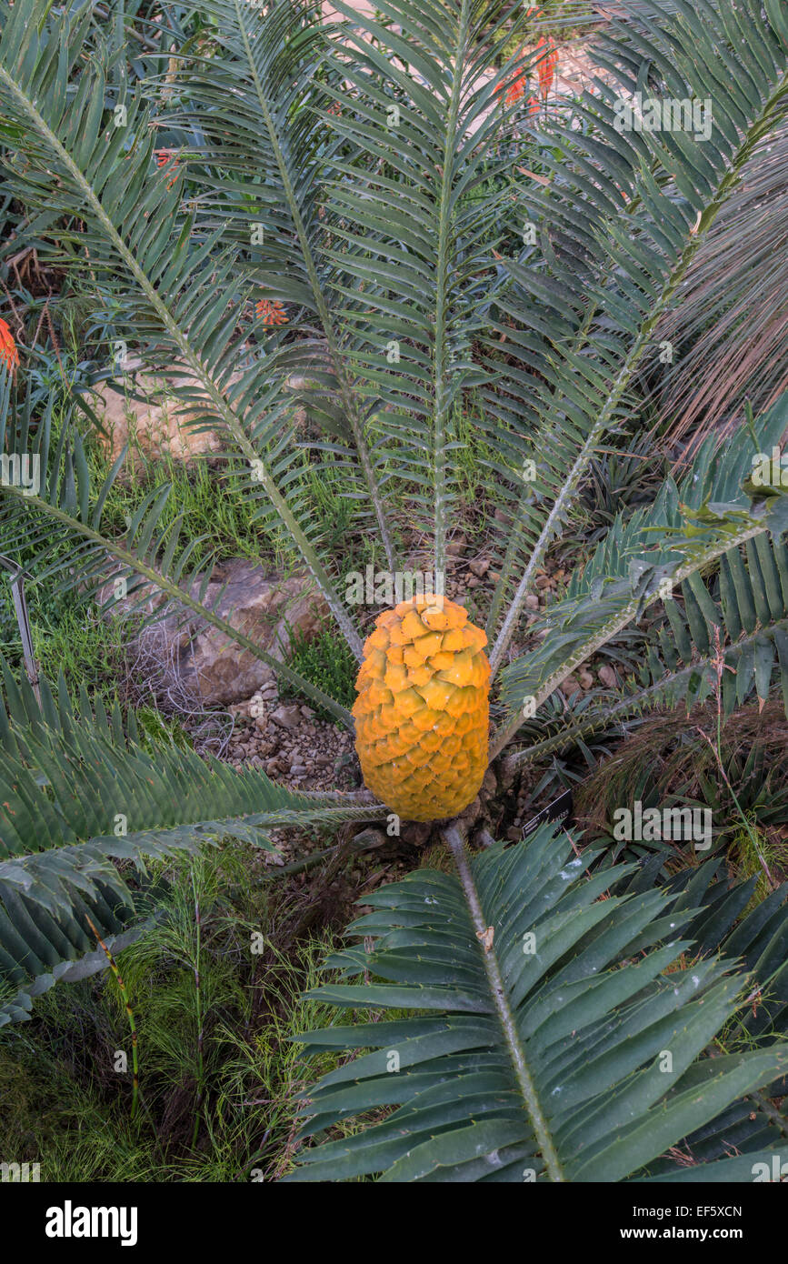 Encephalartos villosus -Fotos und -Bildmaterial in hoher Auflösung – Alamy