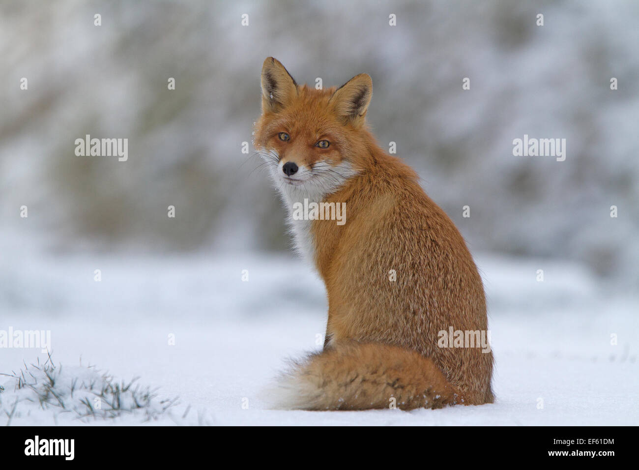 Fox snow face -Fotos und -Bildmaterial in hoher Auflösung – Alamy