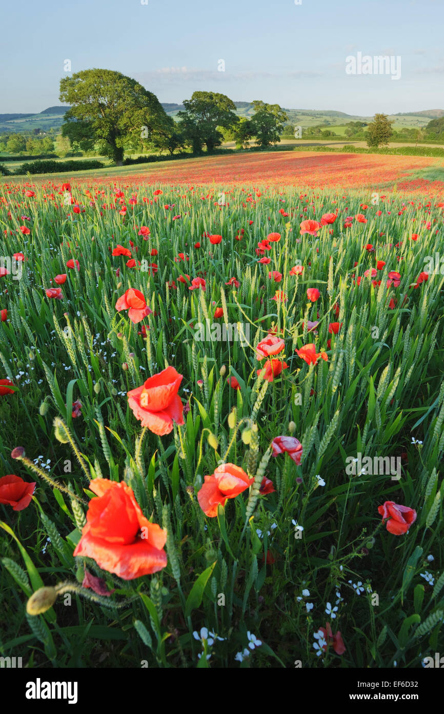 Colaton raleigh -Fotos und -Bildmaterial in hoher Auflösung – Alamy