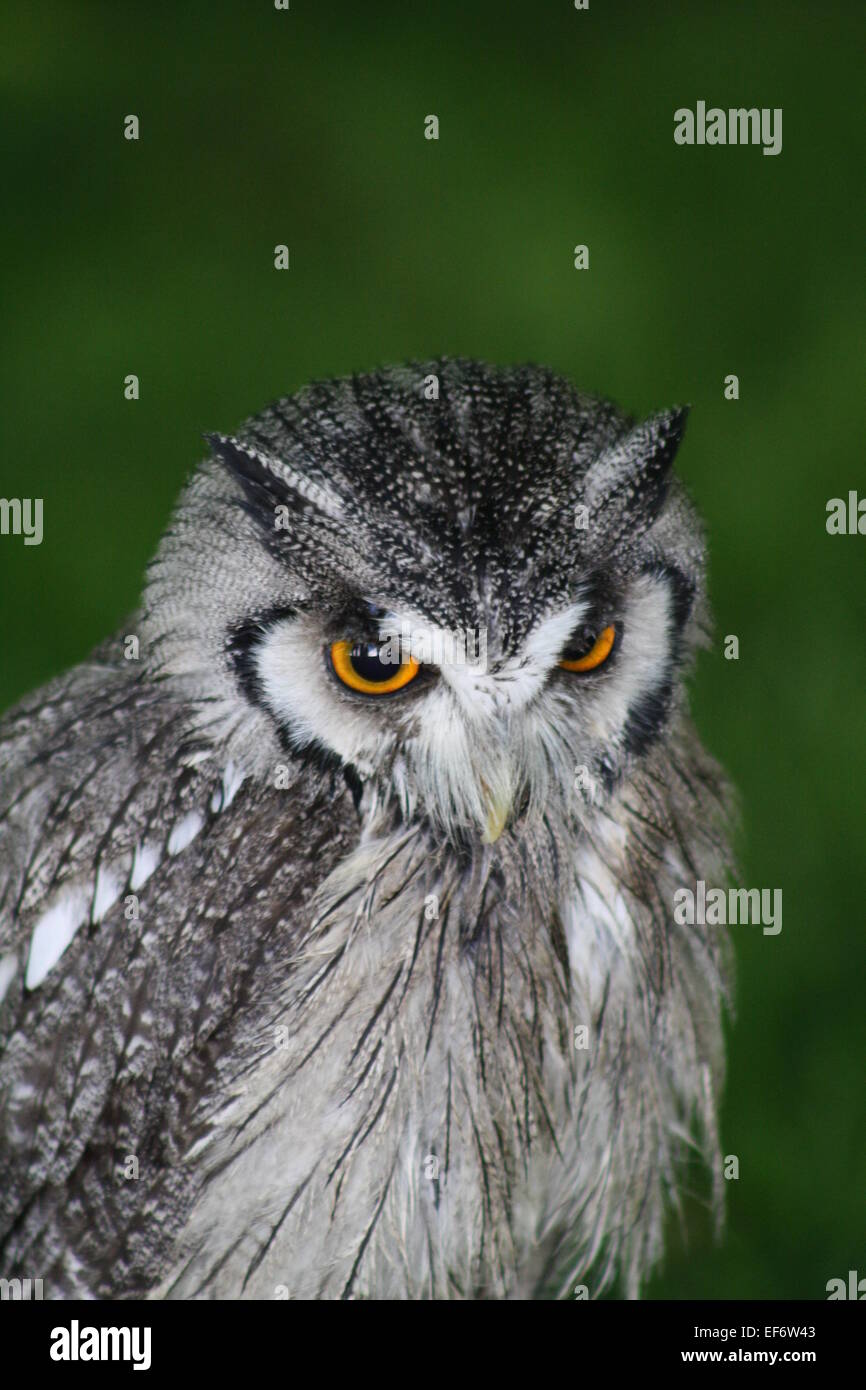 Nasse eule -Fotos und -Bildmaterial in hoher Auflösung – Alamy