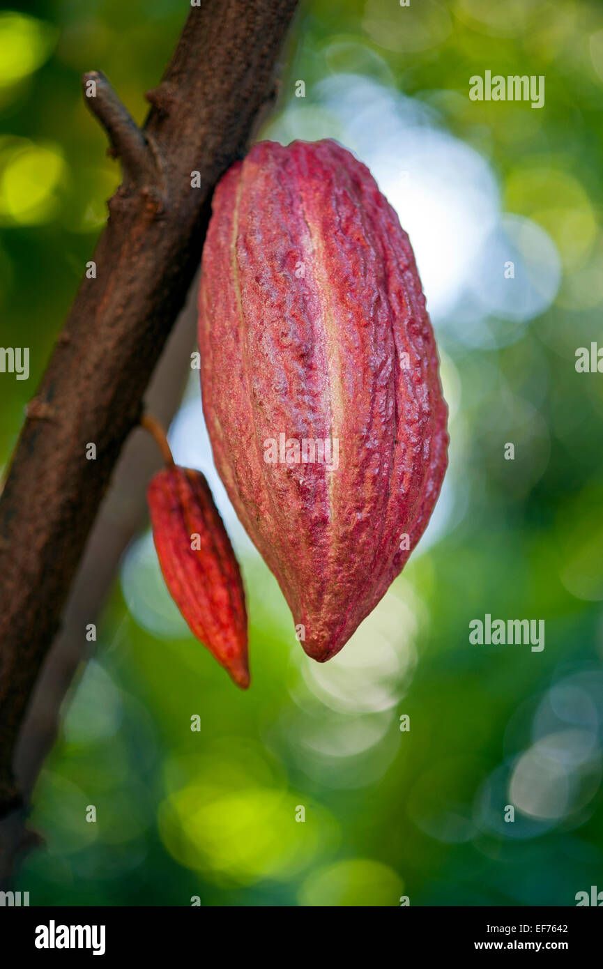 Kakao-Pod auf Baum (Theobroma Cacao) - Phase der Reifung ...