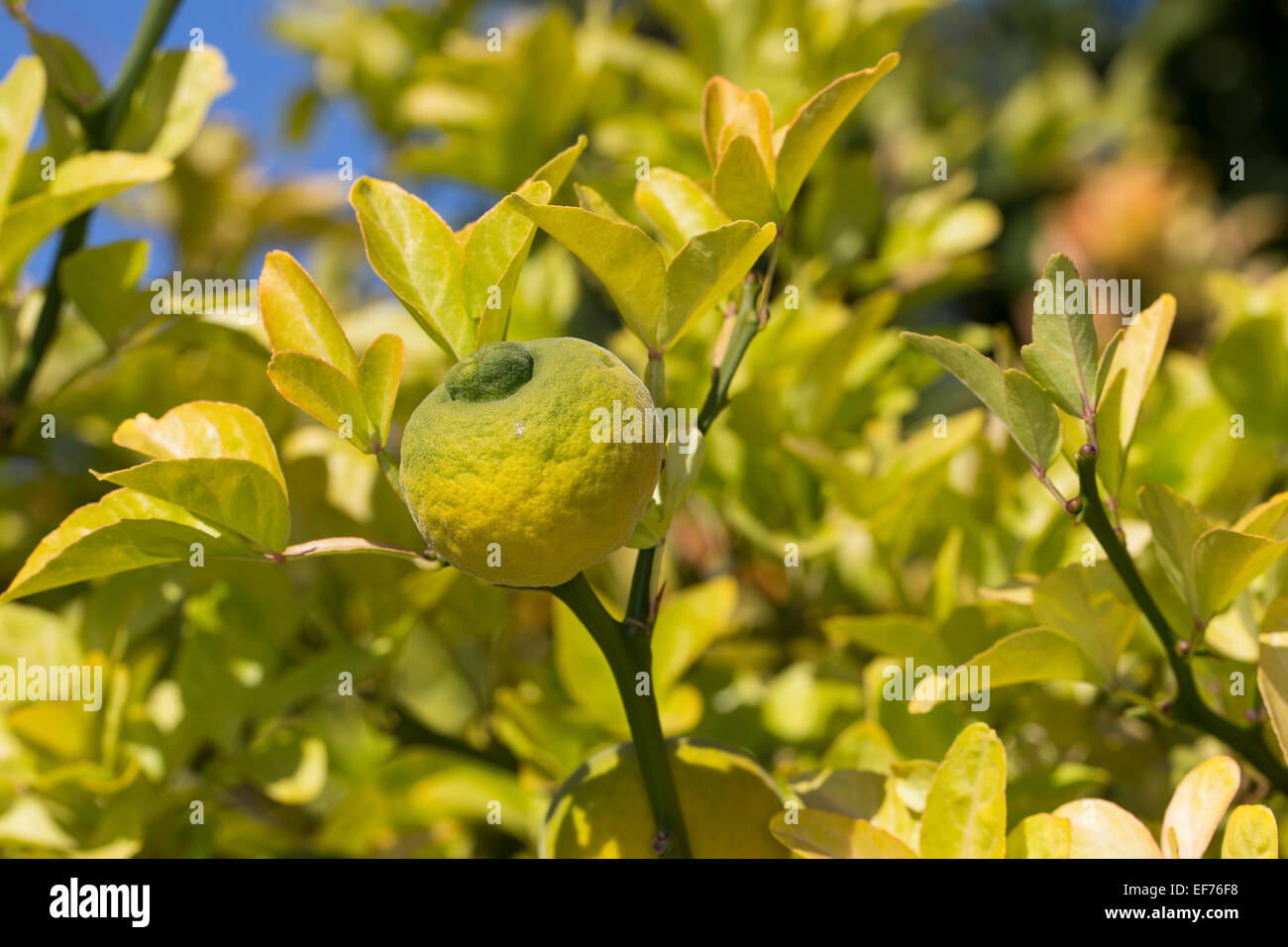 Bittere Frucht Stockfotos und -bilder Kaufen - Alamy