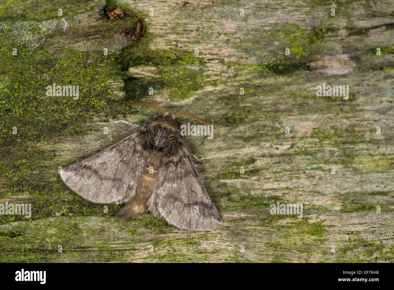 Eiche Pinienprozessionsspinner, Eiche Eichenprozessionsspinner, Eichen ...