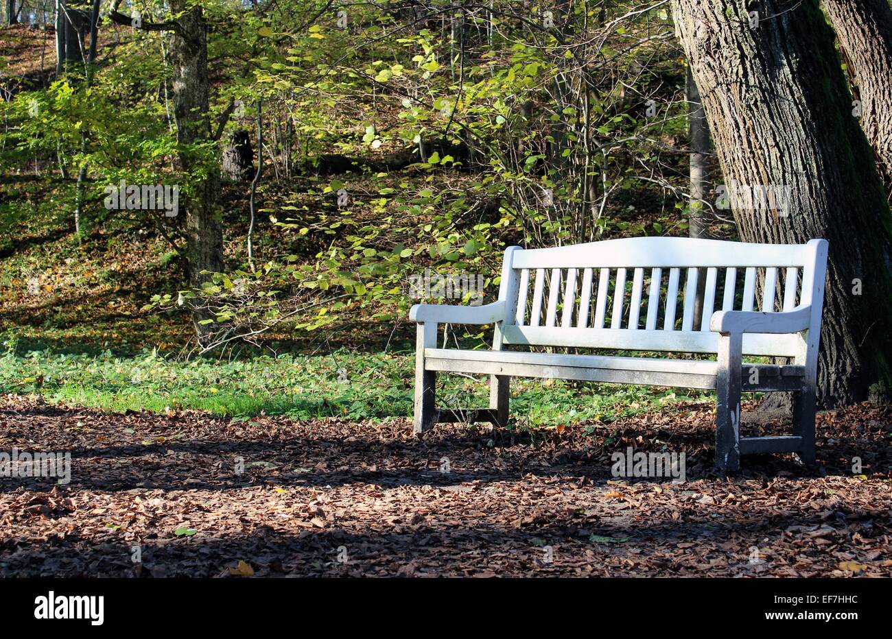 Bank im wald -Fotos und -Bildmaterial in hoher Auflösung – Alamy