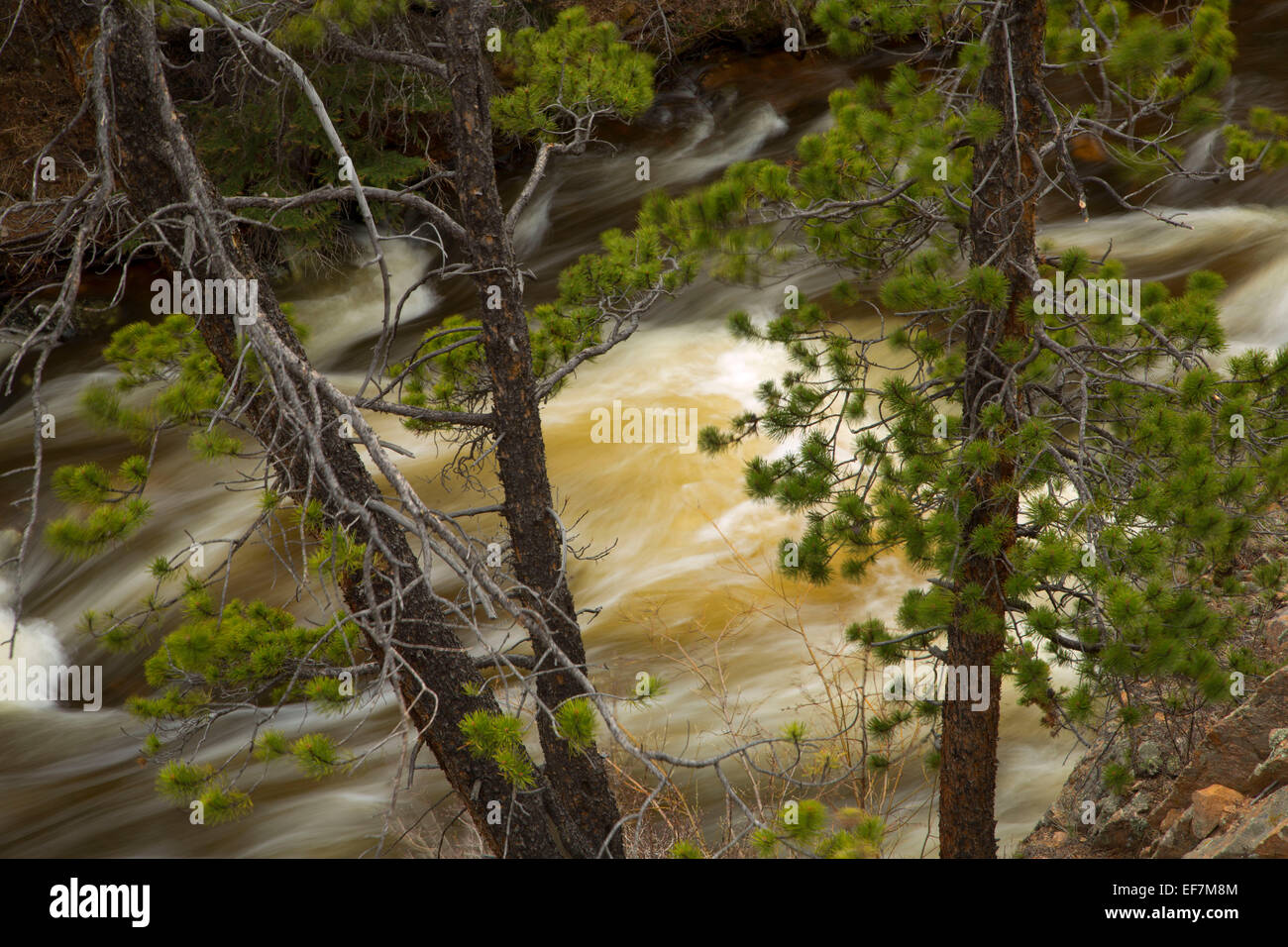Big Thompson River entlang Fern Lake Trail, Rocky Mountain Nationalpark ...