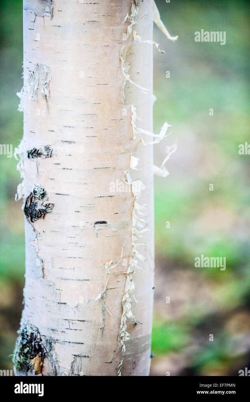 Birke baum -Fotos und -Bildmaterial in hoher Auflösung – Alamy