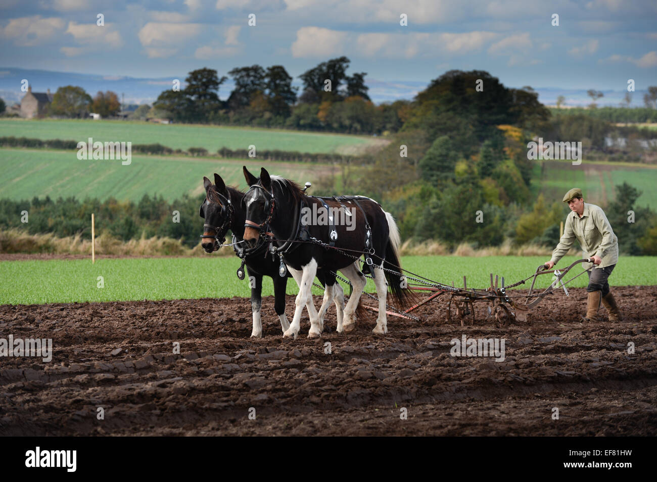 Esel und pflug -Fotos und -Bildmaterial in hoher Auflösung – Alamy