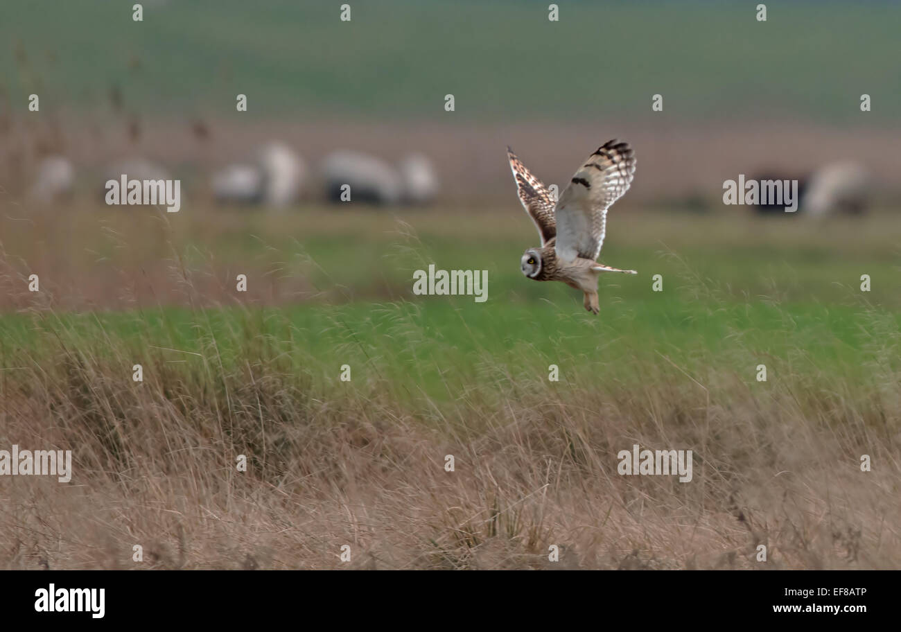 Waldohreule im flug -Fotos und -Bildmaterial in hoher Auflösung – Alamy