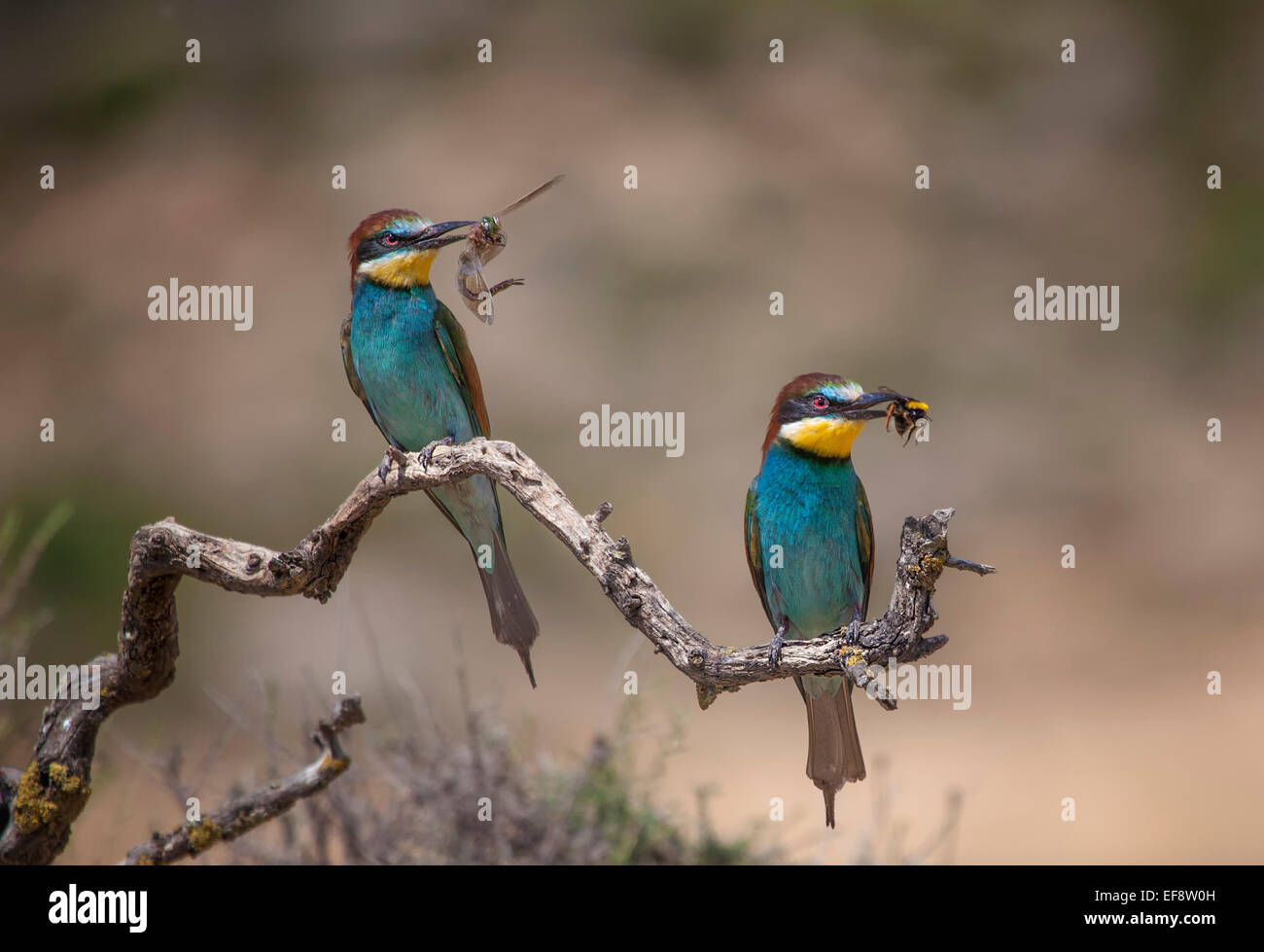 Zwei bienenfresser -Fotos und -Bildmaterial in hoher Auflösung – Alamy