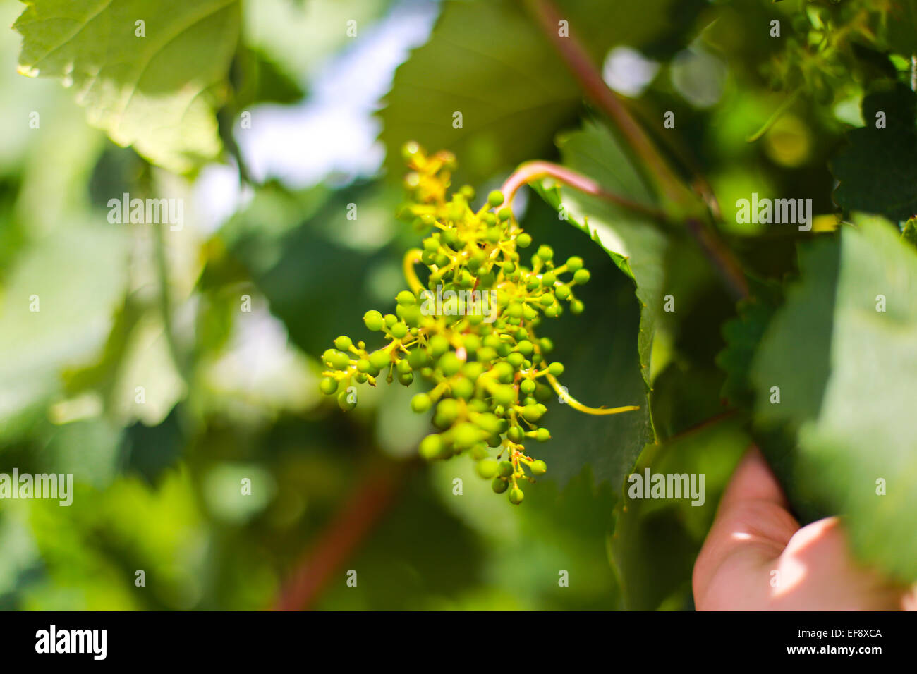 Junge trauben am rebstock -Fotos und -Bildmaterial in hoher Auflösung ...