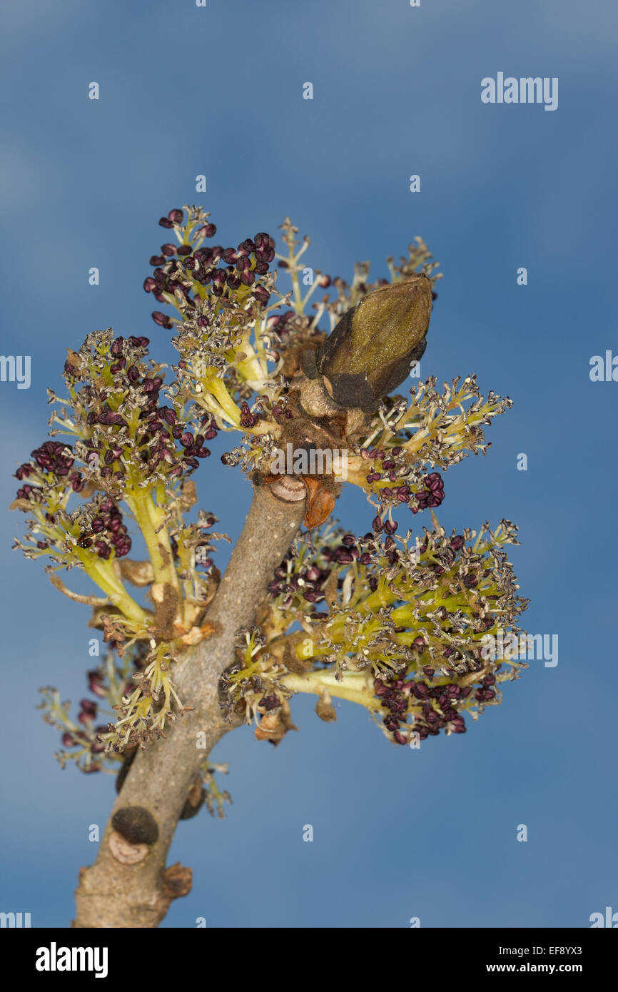Gemeine esche -Fotos und -Bildmaterial in hoher Auflösung – Alamy