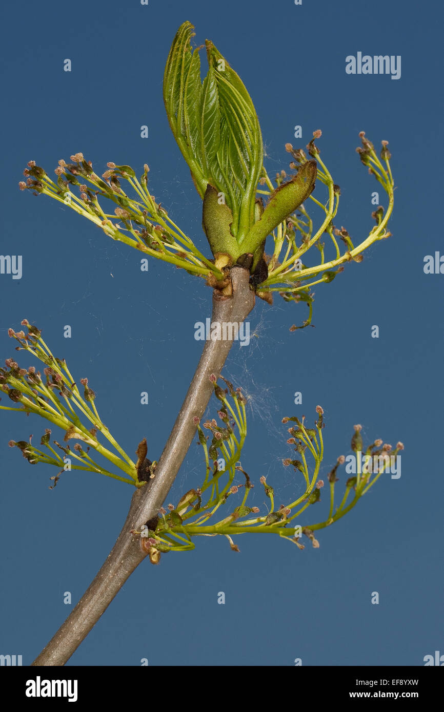 Gemeine esche -Fotos und -Bildmaterial in hoher Auflösung – Alamy