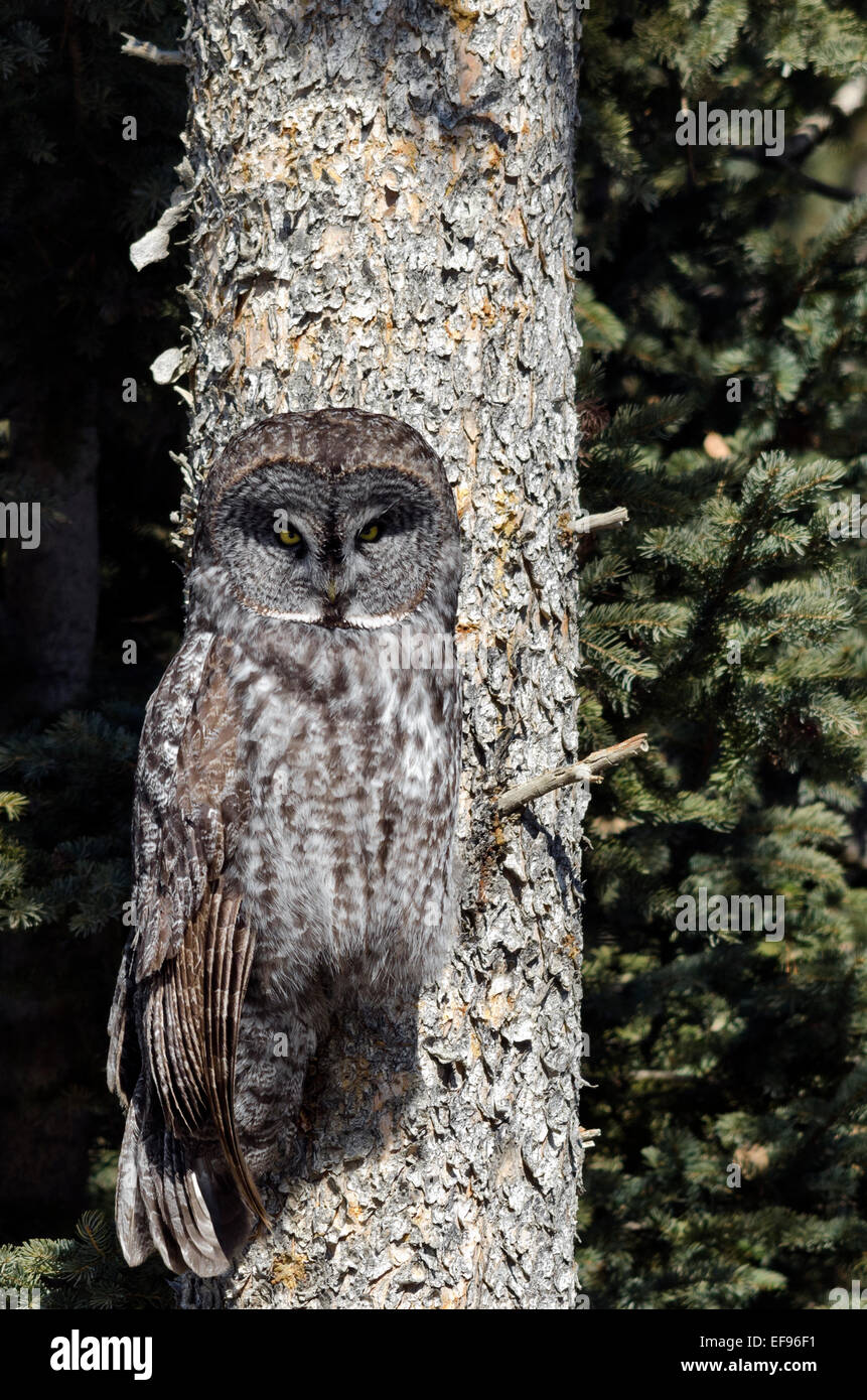Tolle graue eulen -Fotos und -Bildmaterial in hoher Auflösung – Alamy