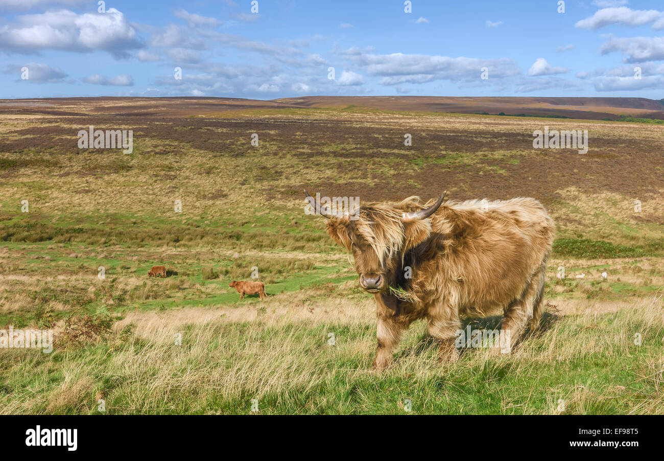 Schottische hochlandrinder auf der weide -Fotos und -Bildmaterial in ...