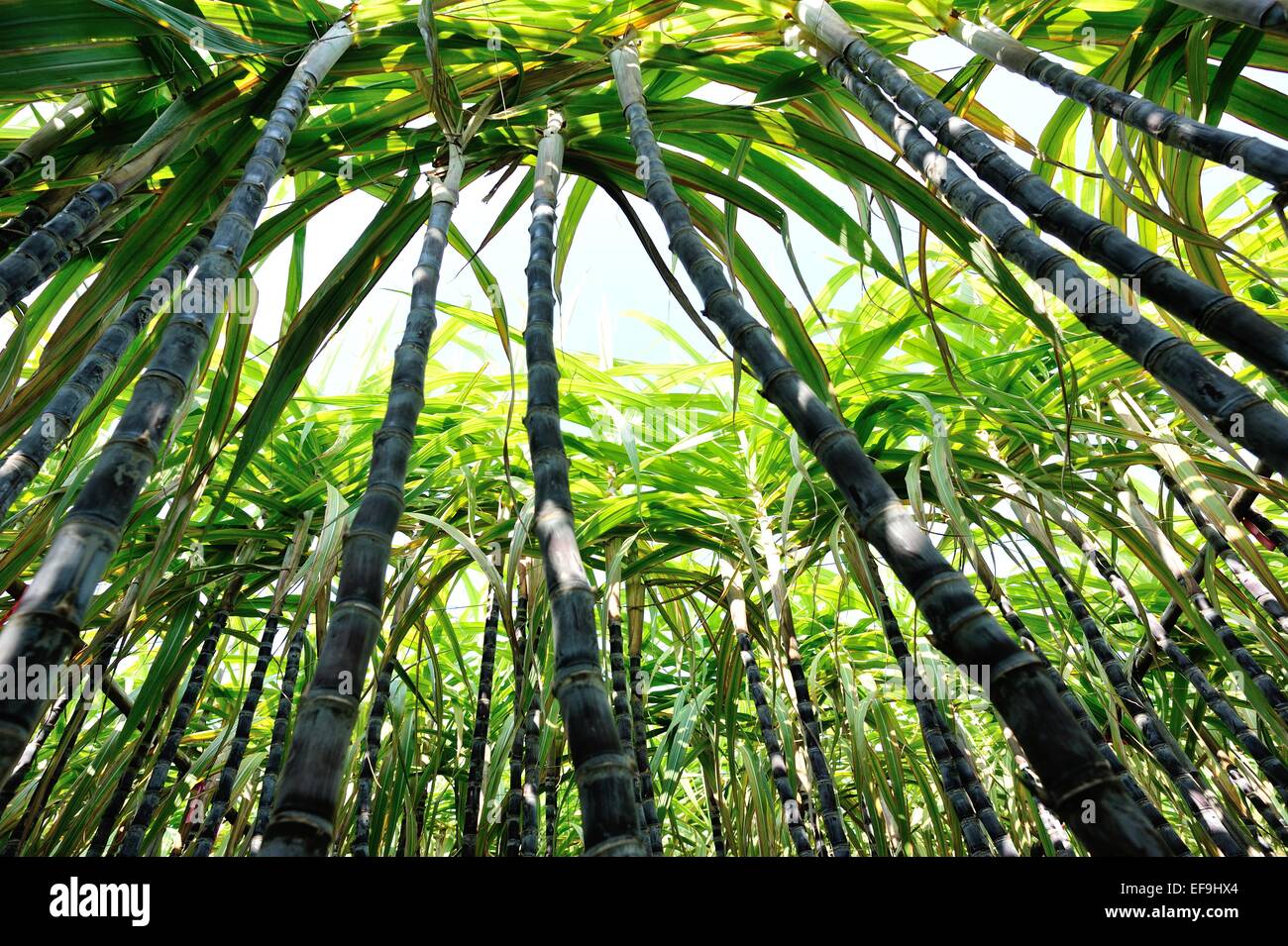 Stalk sugarcane -Fotos und -Bildmaterial in hoher Auflösung – Alamy