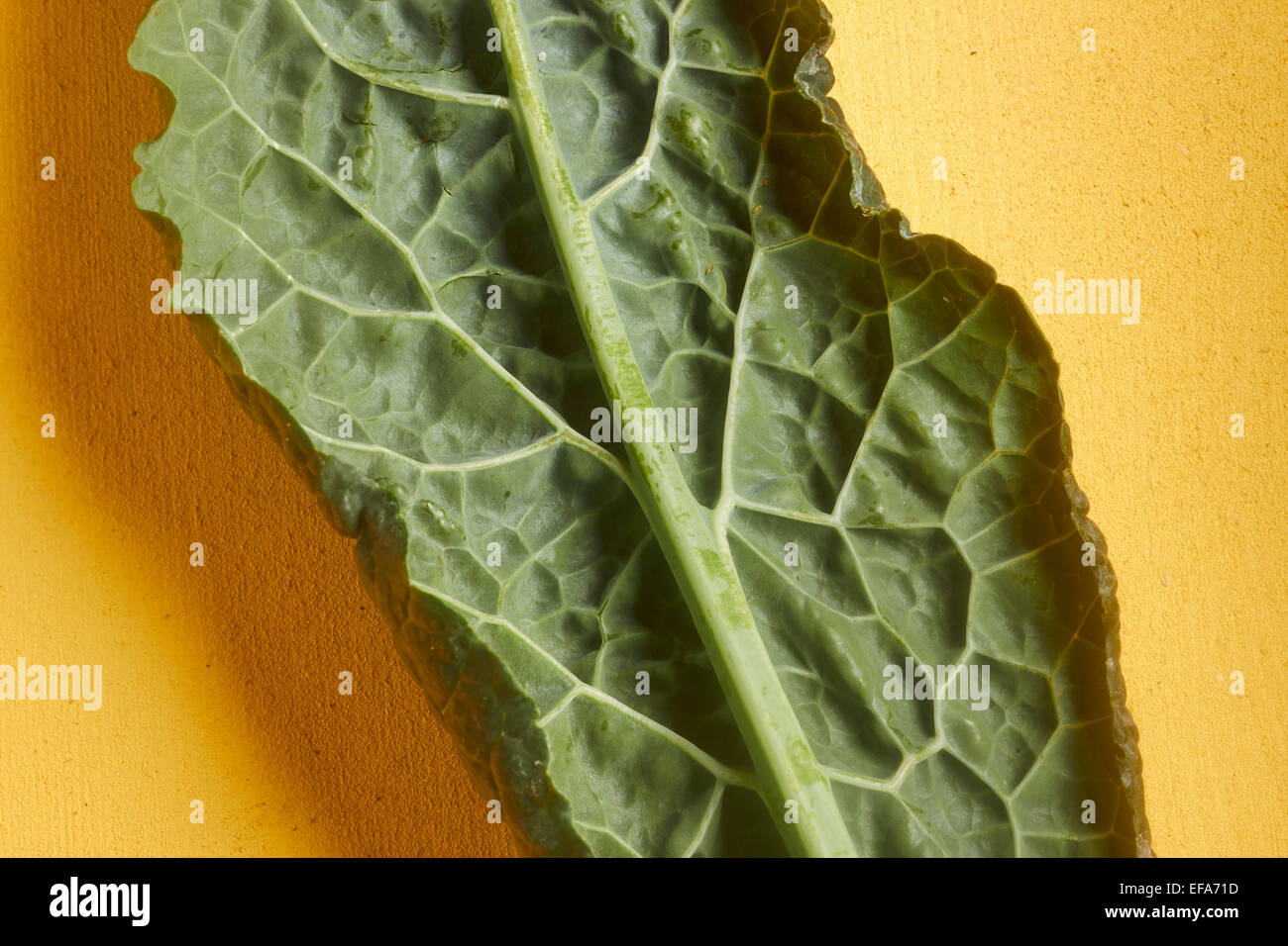 Toskanischer blattkohl -Fotos und -Bildmaterial in hoher Auflösung – Alamy