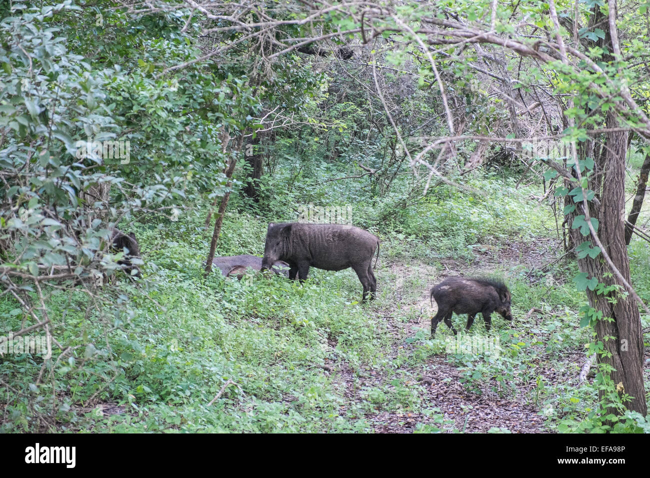 Sri lanka wildschwein -Fotos und -Bildmaterial in hoher Auflösung – Alamy